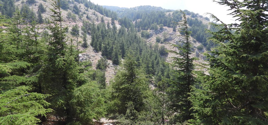 Shouf Biosphere Reserve, Lebanon’s Largest Nature Cedar Reserve! - The ...