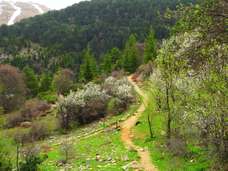 Horsh Ehden Nature Reserve – fall in love with nature - The Mountains ...