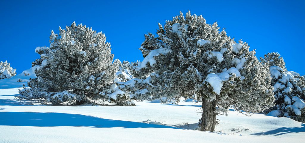 A SURVIVOR WAS BORN THEY CALLED IT #JUNIPER - The Mountains Magazine ...