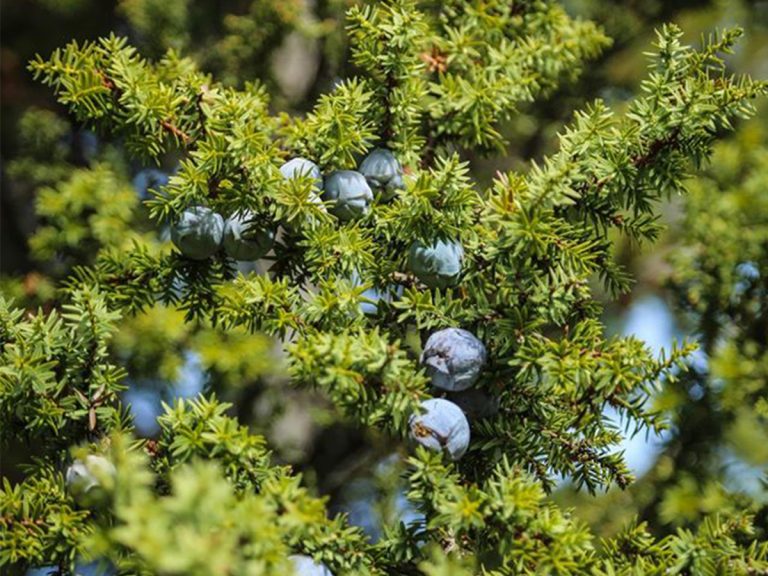 A SURVIVOR WAS BORN THEY CALLED IT #JUNIPER - The Mountains Magazine ...