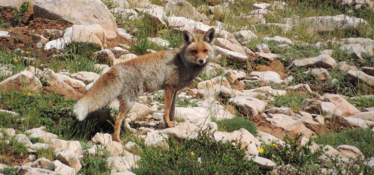 Wildlife in the Mountains of Lebanon - The Mountains Magazine - Lebanon