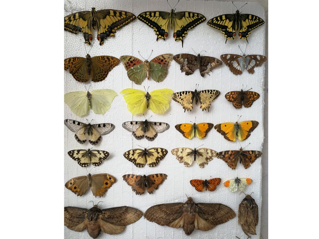 Insects diversity in Lebanon, Part 1: Akkar - The Mountains Magazine ...