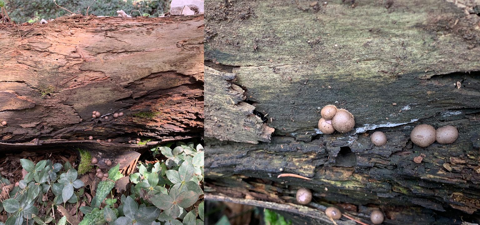 Voyage into the marvelous world of mushrooms in the Woods - The ...