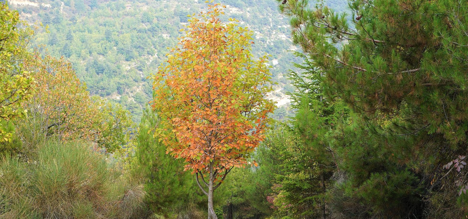 The Checker Tree: Queen of Autumn - The Mountains Magazine - Lebanon