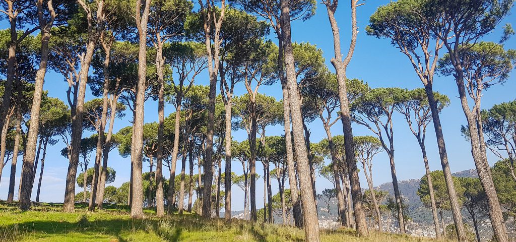 The most planted tree in Lebanon: the stone pine - The Mountains ...