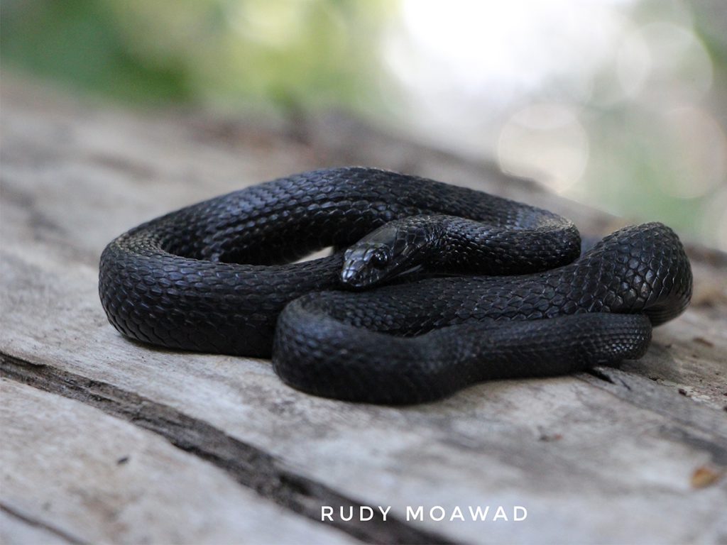 Spring is here.. “How to deal with a snake encounter? - The Mountains ...