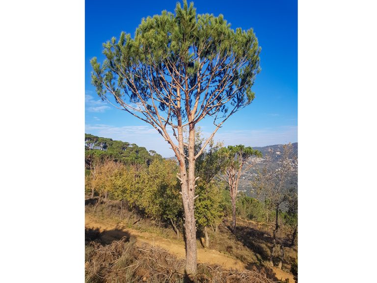 The most planted tree in Lebanon: the stone pine - The Mountains ...