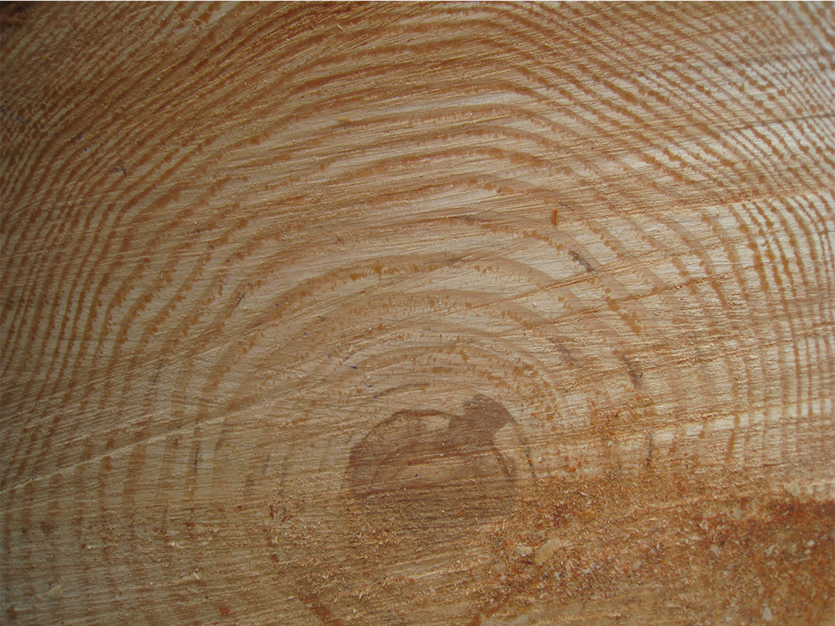 Dendrochronology - The Mountains Magazine - Lebanon