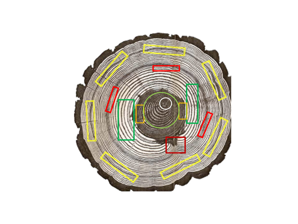 Dendrochronology - The Mountains Magazine - Lebanon