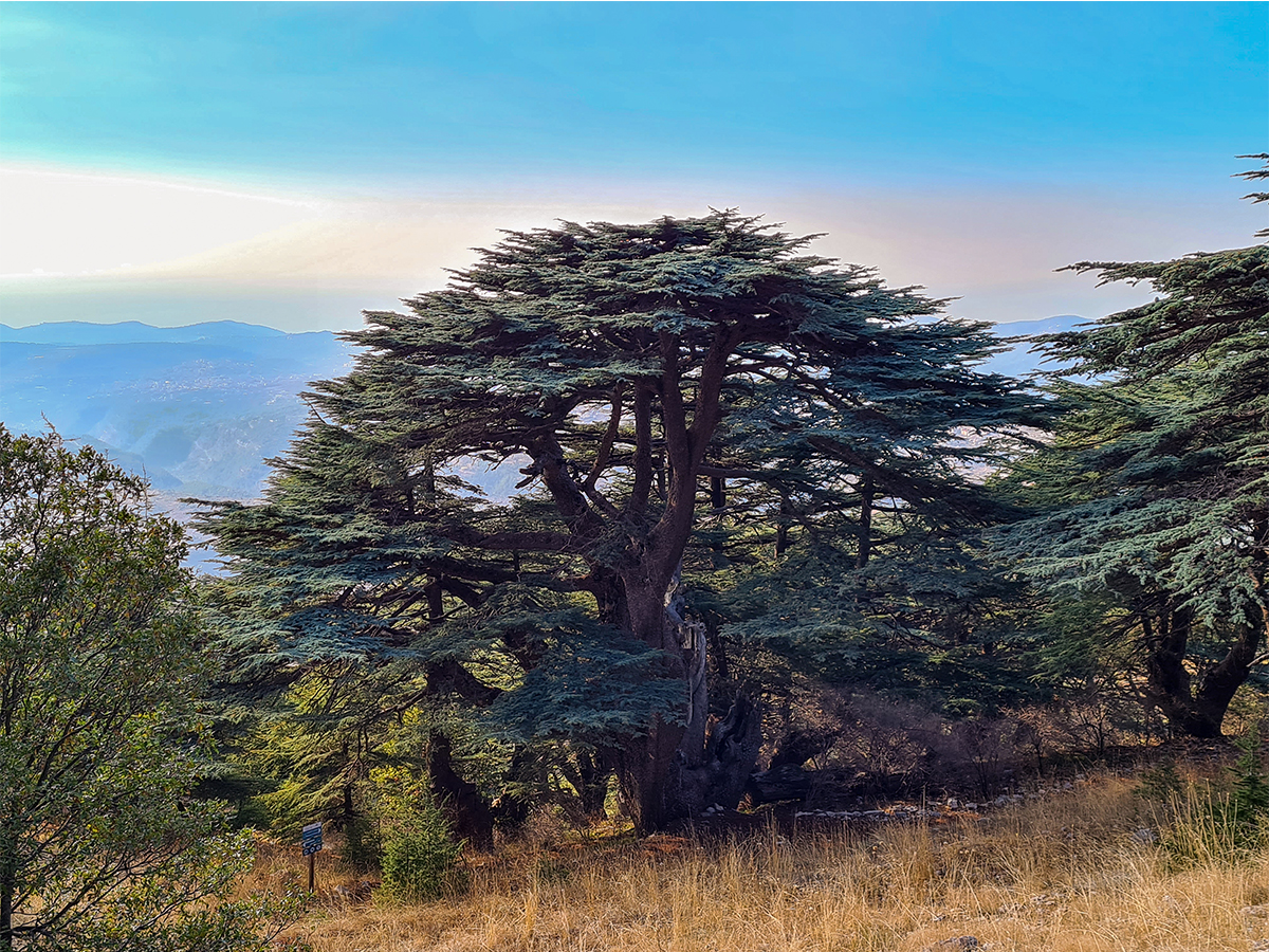 Dendrochronology - The Mountains Magazine - Lebanon