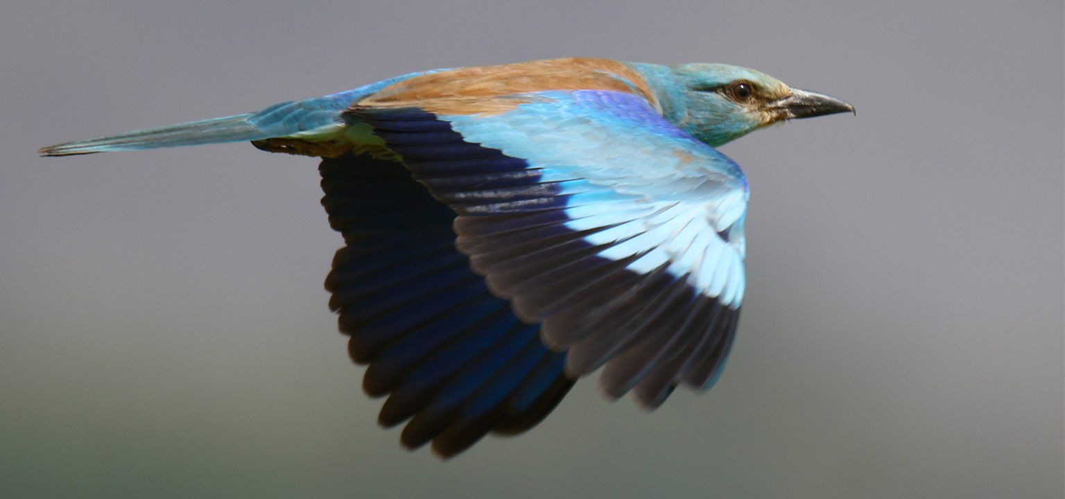 Birds of Lebanon – Introduction - The Mountains Magazine - Lebanon