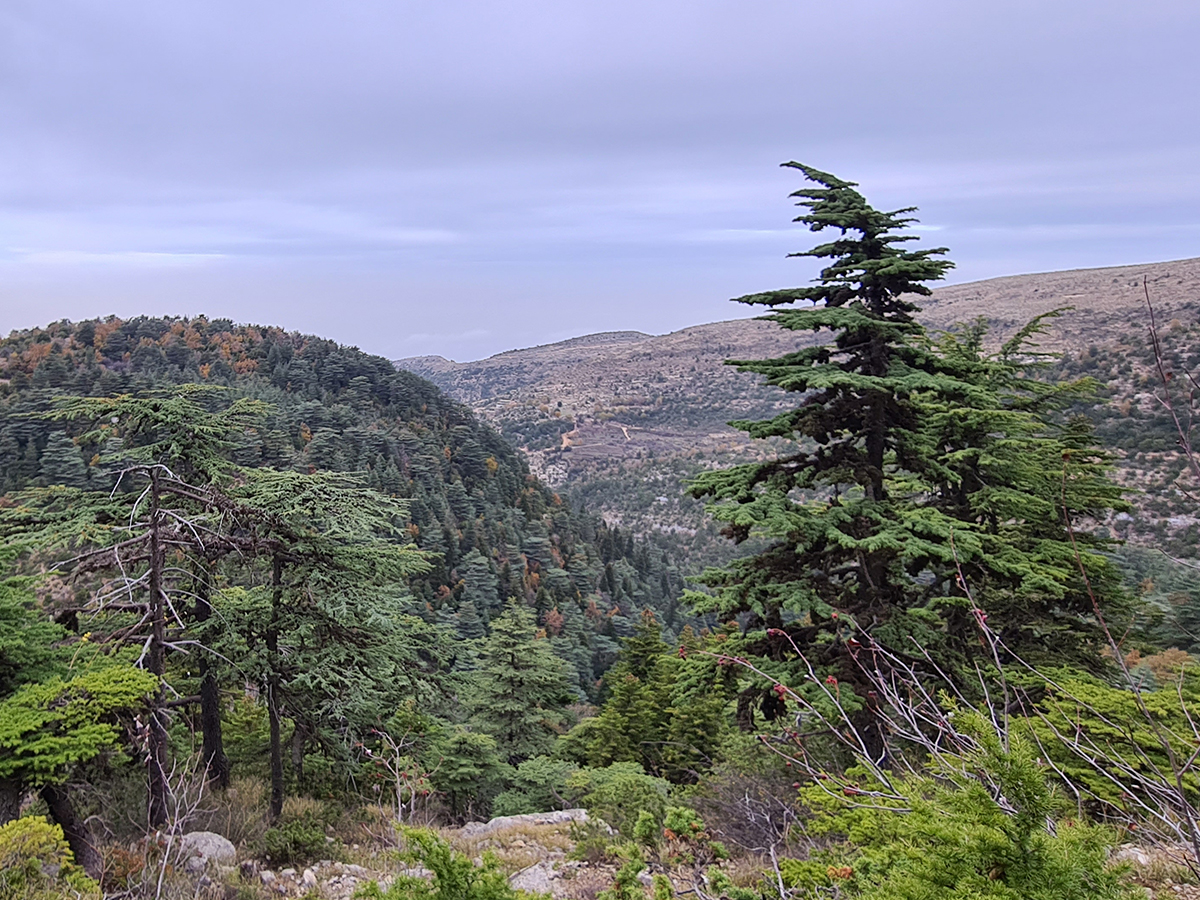 Fir, or “sapin” in French or “شوح”, The Christmas tree of Lebanon - The ...