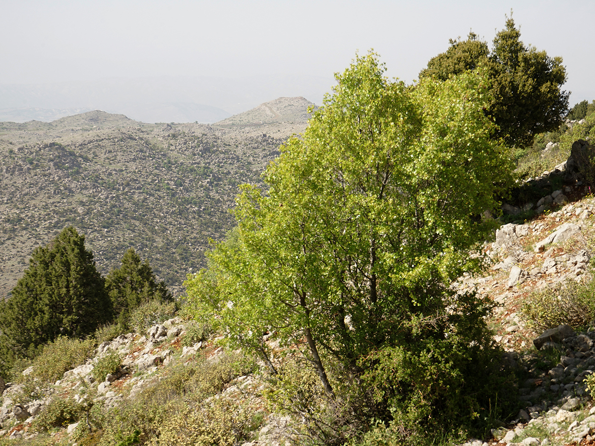 A tree bringing Montpellier to Mount Hermon – قيقب حرمون - The ...