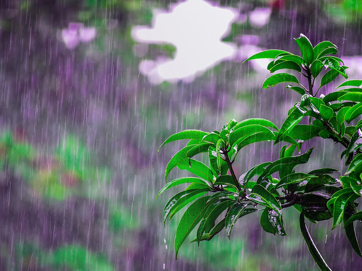 Petrichor, the smell of earth after the rain - The Mountains Magazine ...