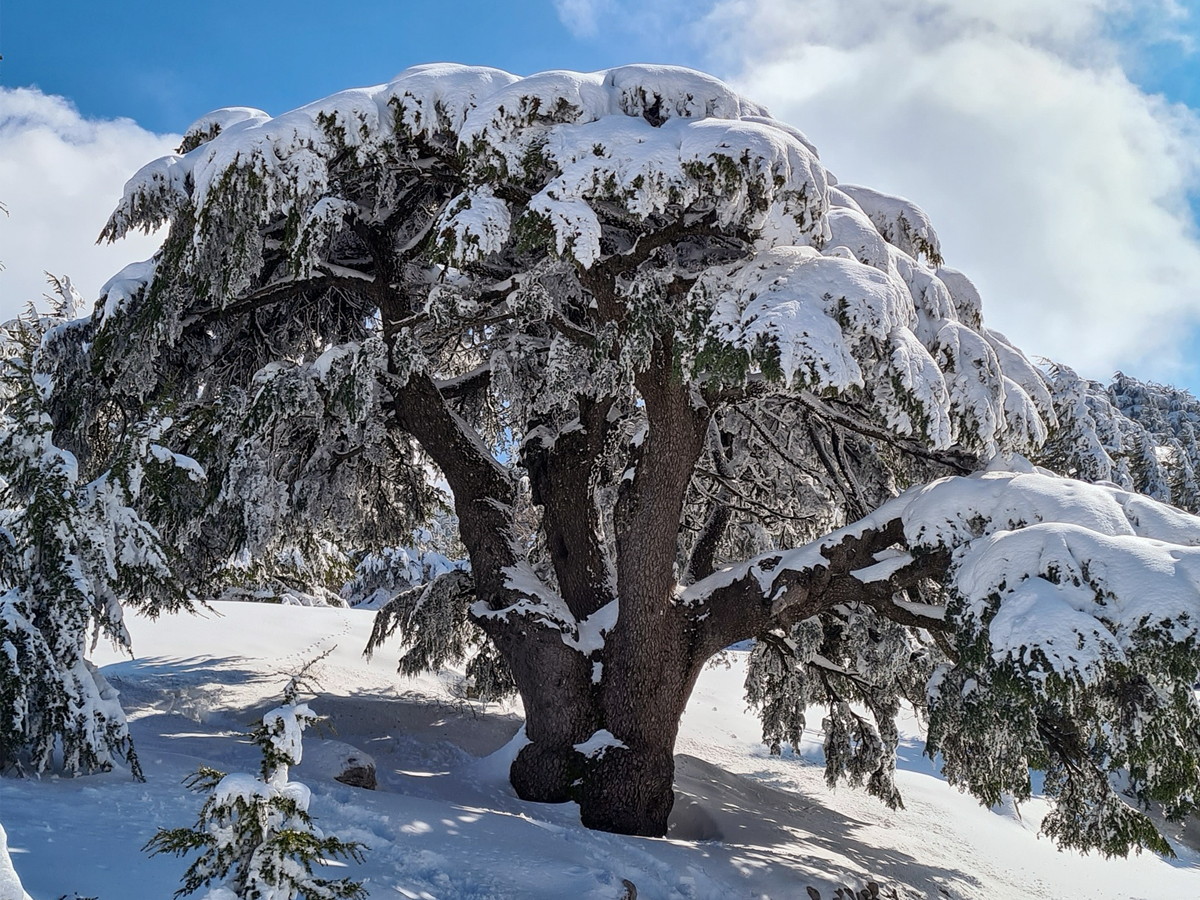 محمية أرز الشوف على القائمة الخضراء من جديد حتى ٥ كانون الثاني ٢٠٢٩ ...