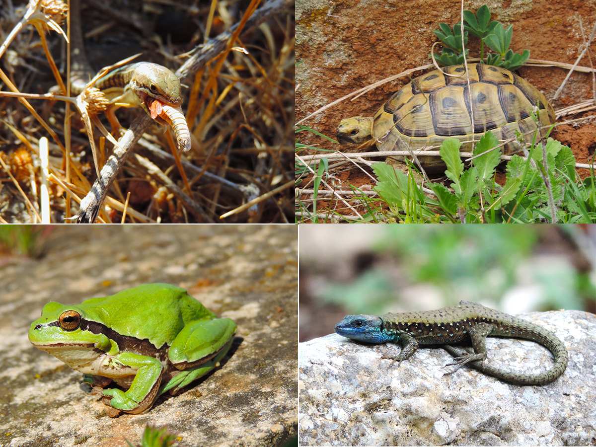 LEBANON HIDDEN WORLD (Part 1): REPTILES & AMPHIBIANS - The Mountains ...